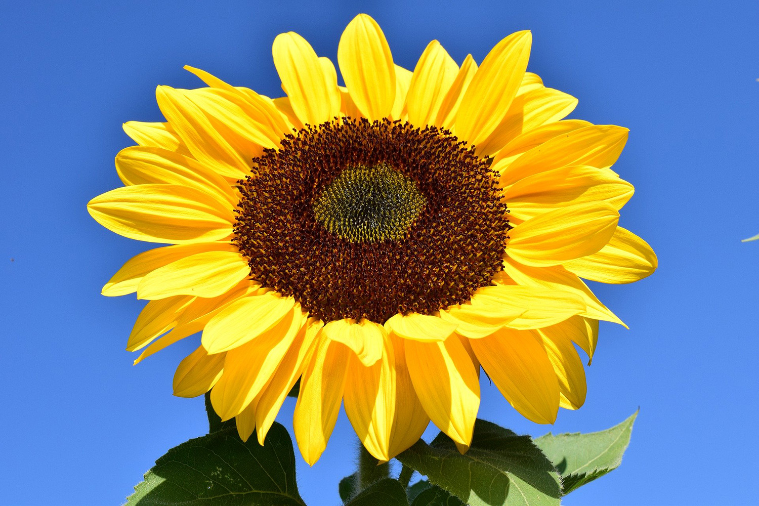 Metaphors and Values - Clean Learning